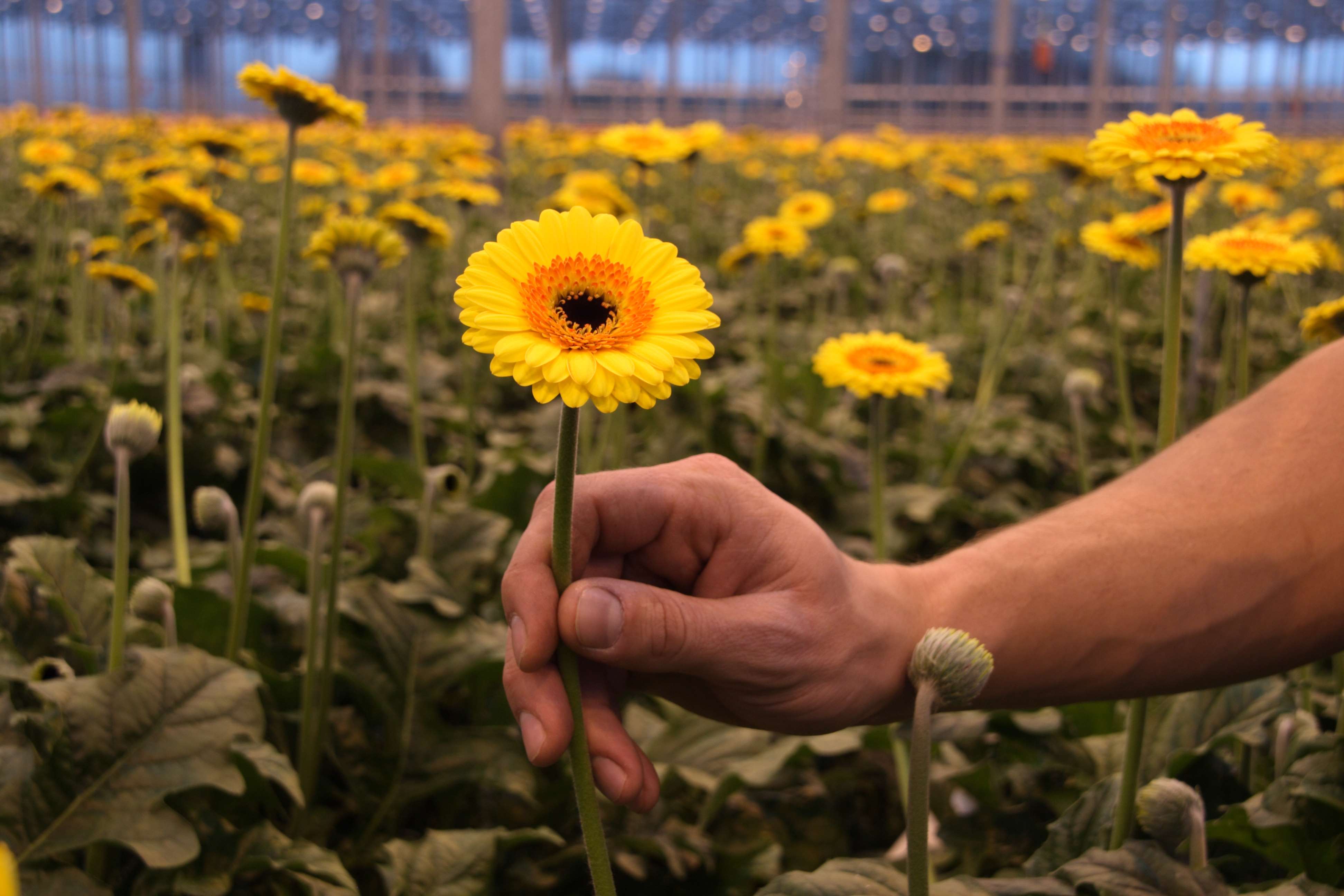 Vorteile1 Shop Instance 2